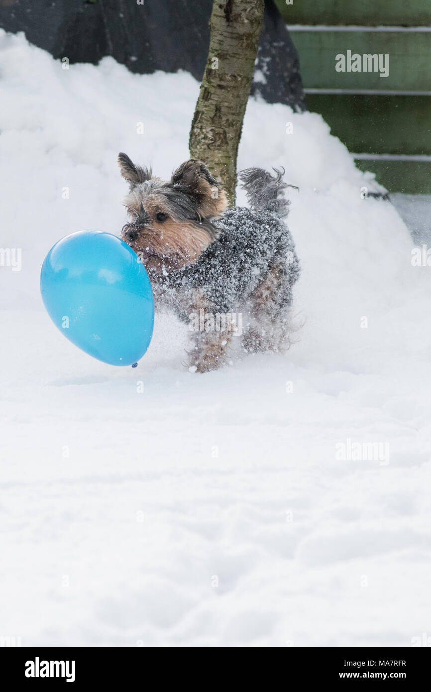 Yorkshire Terrier playing with balloon in the snow Stock Photo - Alamy