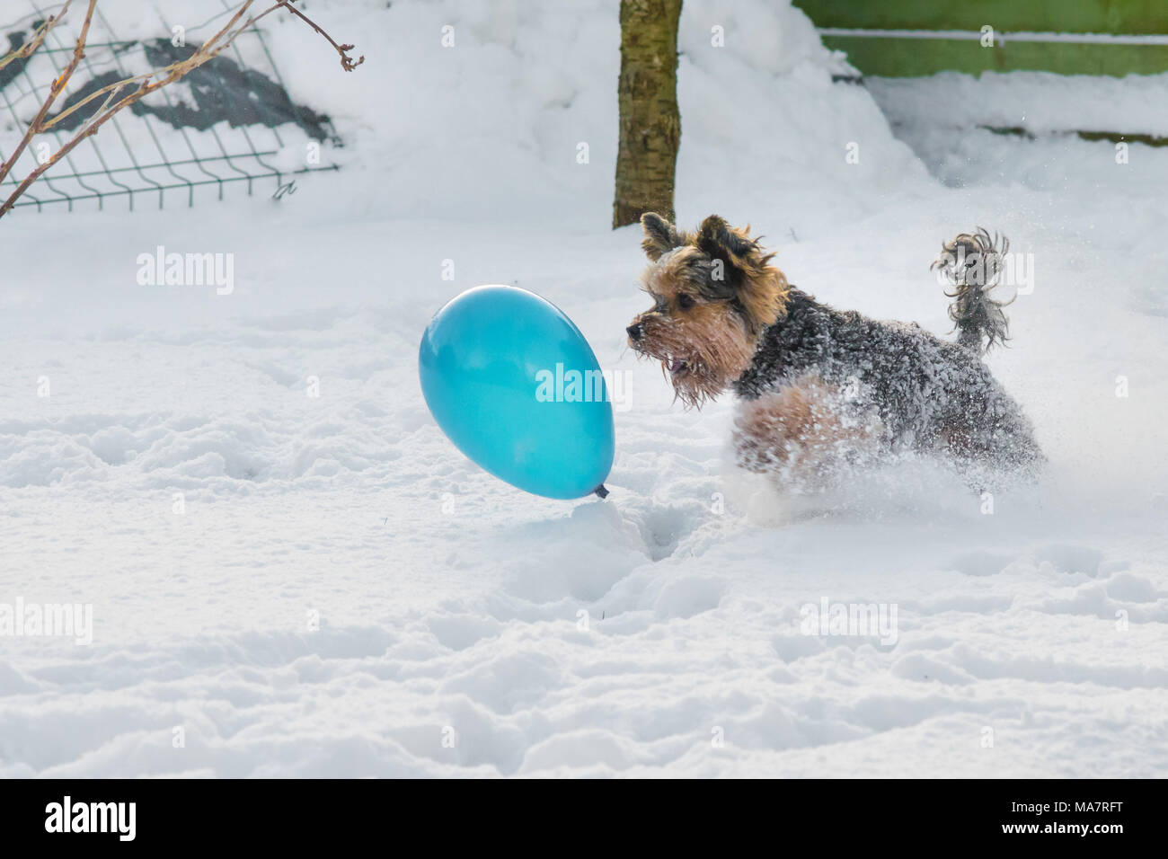 Yorkshire Terrier playing with balloon in the snow Stock Photo - Alamy