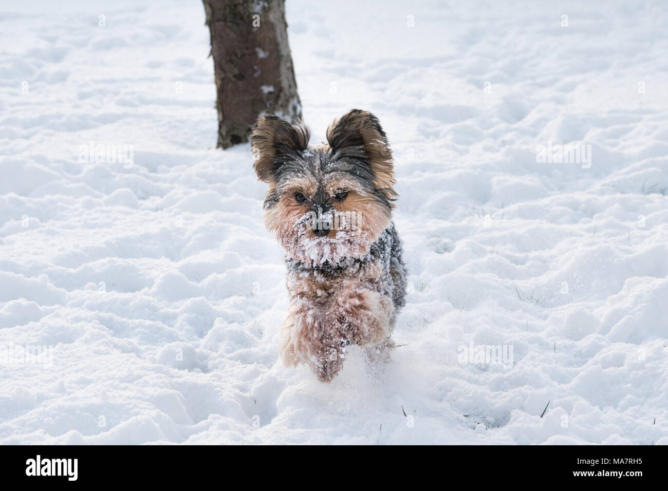 Yorkie in snow hi-res stock photography and images - Alamy