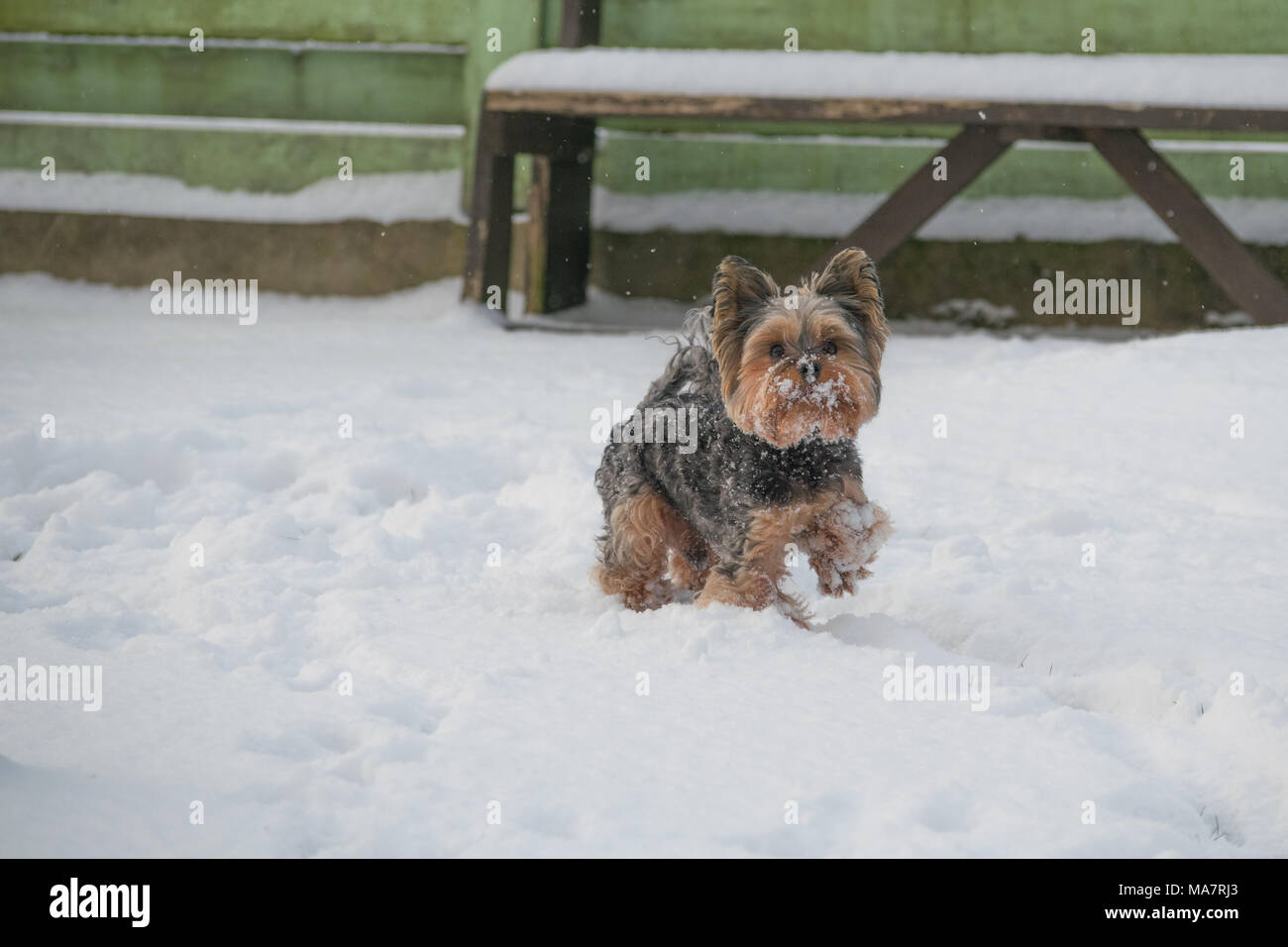 Yorkie in snow hi-res stock photography and images - Alamy