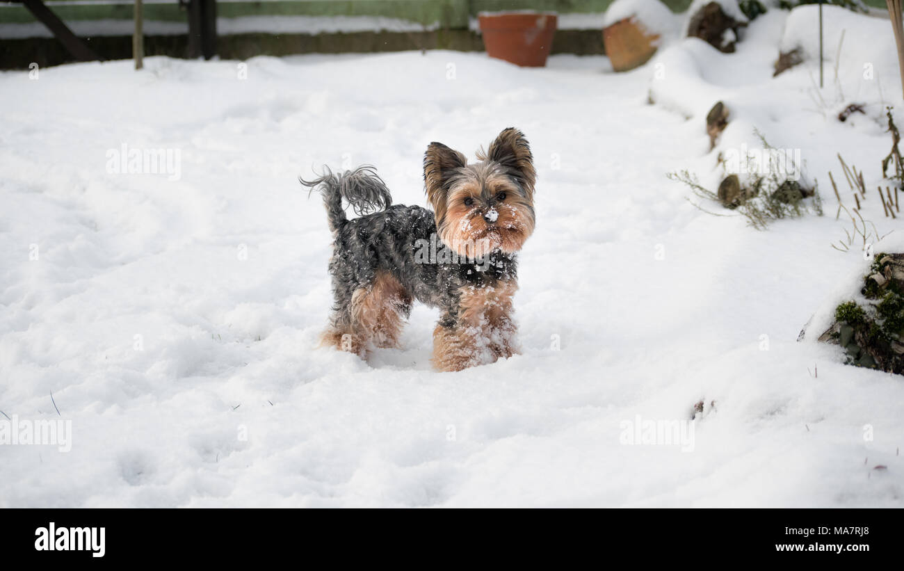 Yorkie in snow hi-res stock photography and images - Alamy