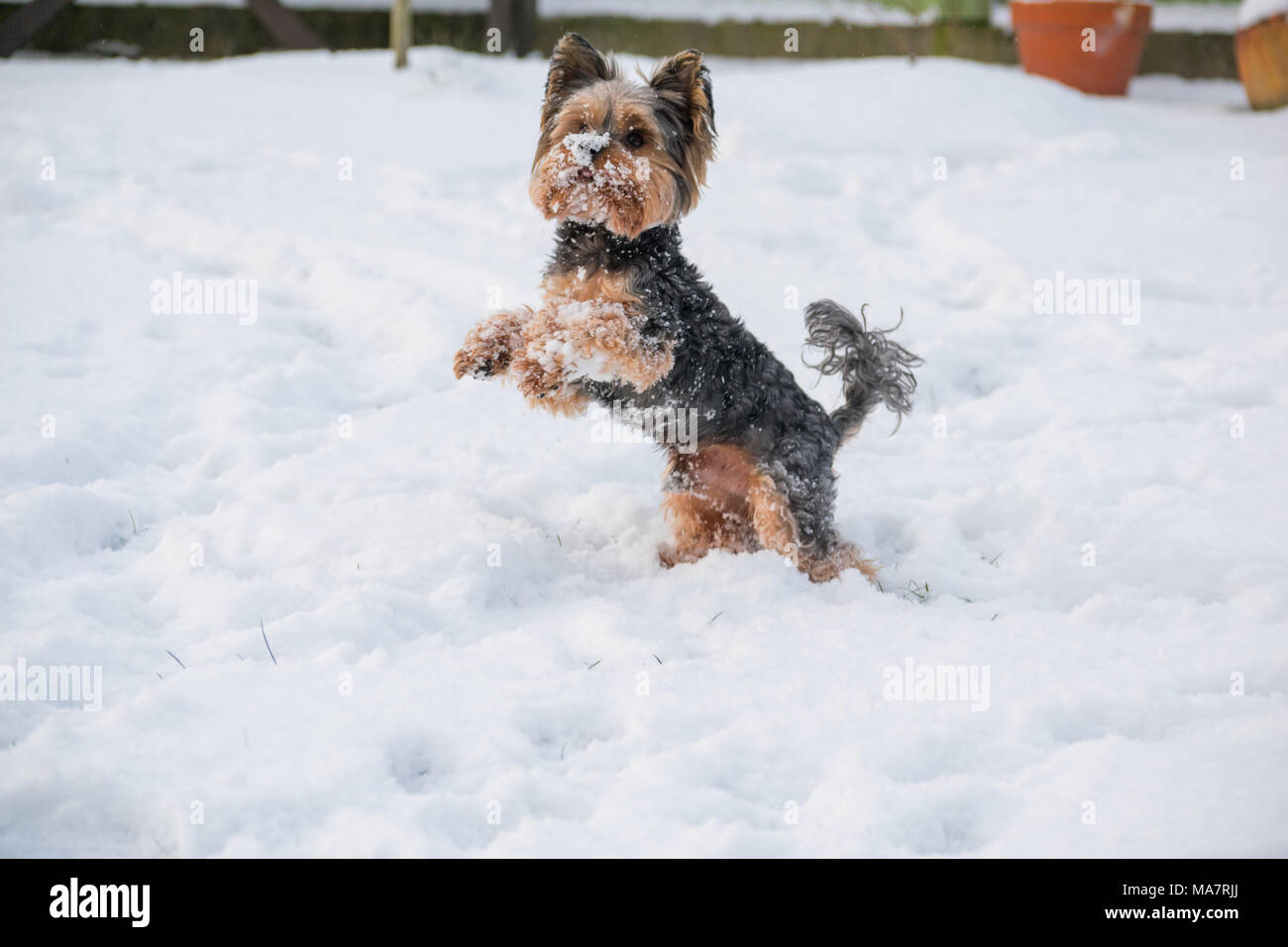 Yorkie In Snow