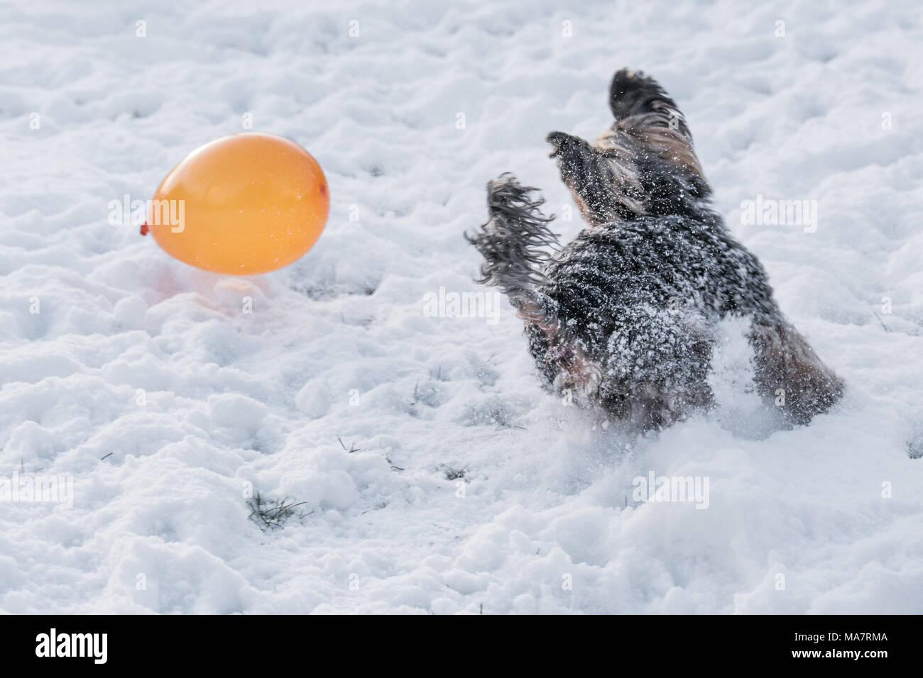 Yorkshire Terrier playing with balloon in the snow Stock Photo - Alamy