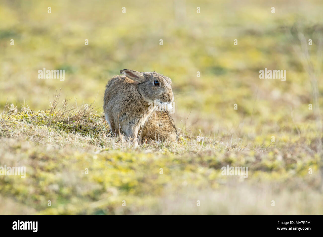 Wild rabbit (Oryctolagus cuniculus Stock Photo - Alamy