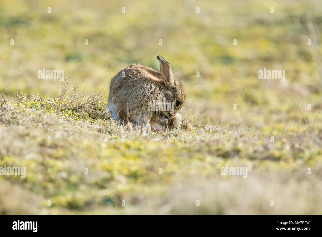 Cwningen hi-res stock photography and images - Alamy