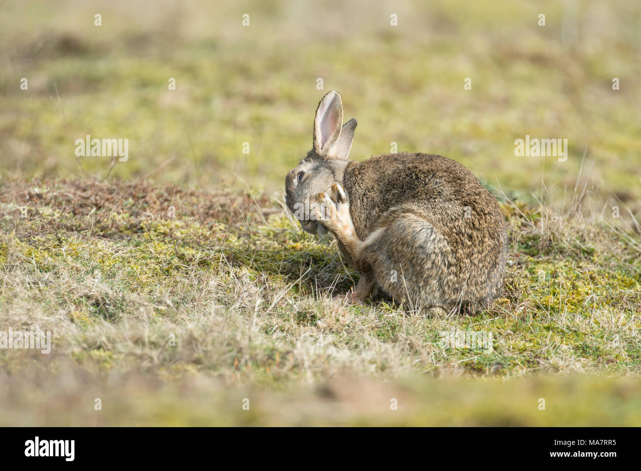 Wild rabbit (Oryctolagus cuniculus) scratching with hind foot whilst ...