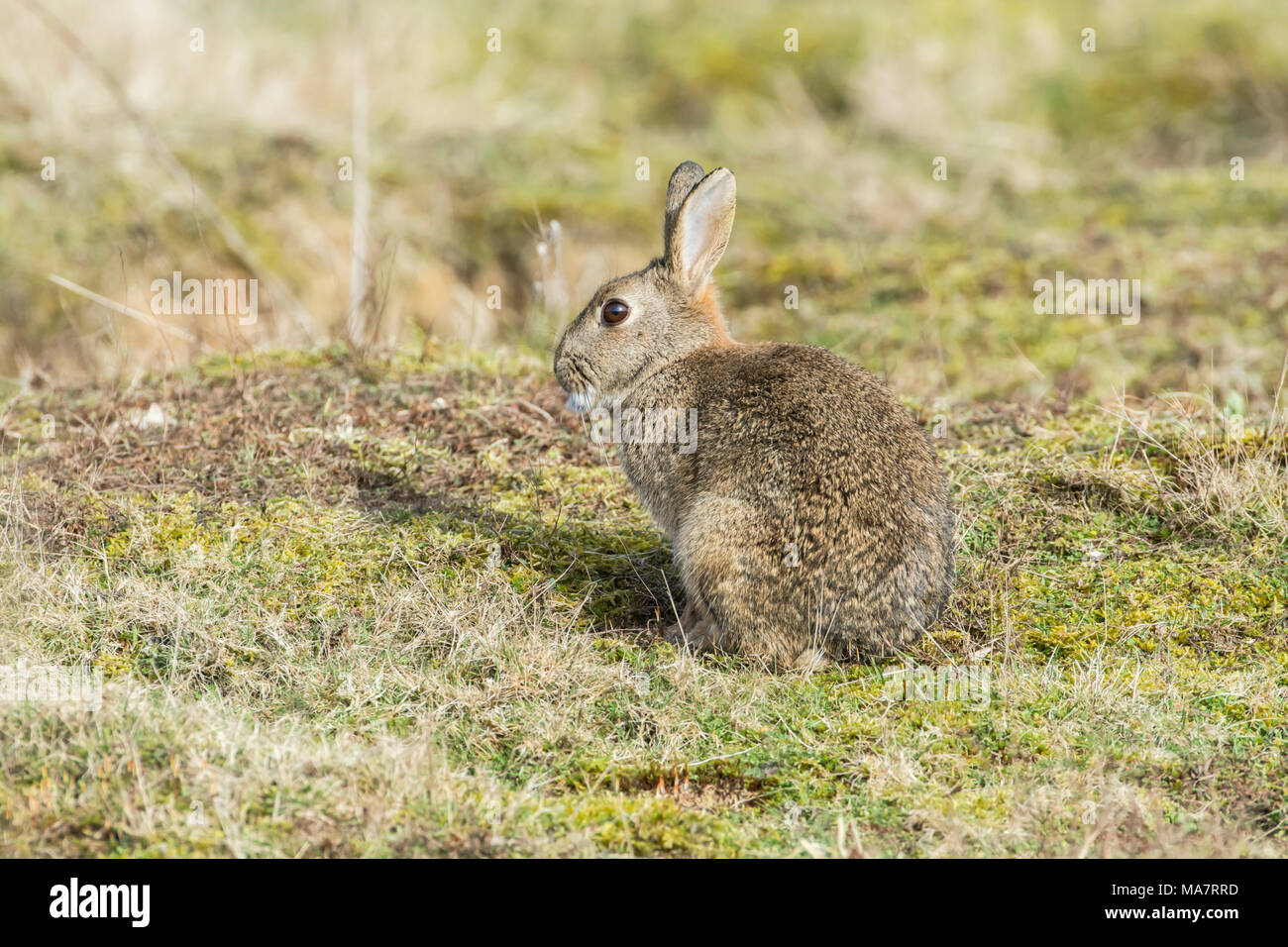 Coinin hi-res stock photography and images - Alamy