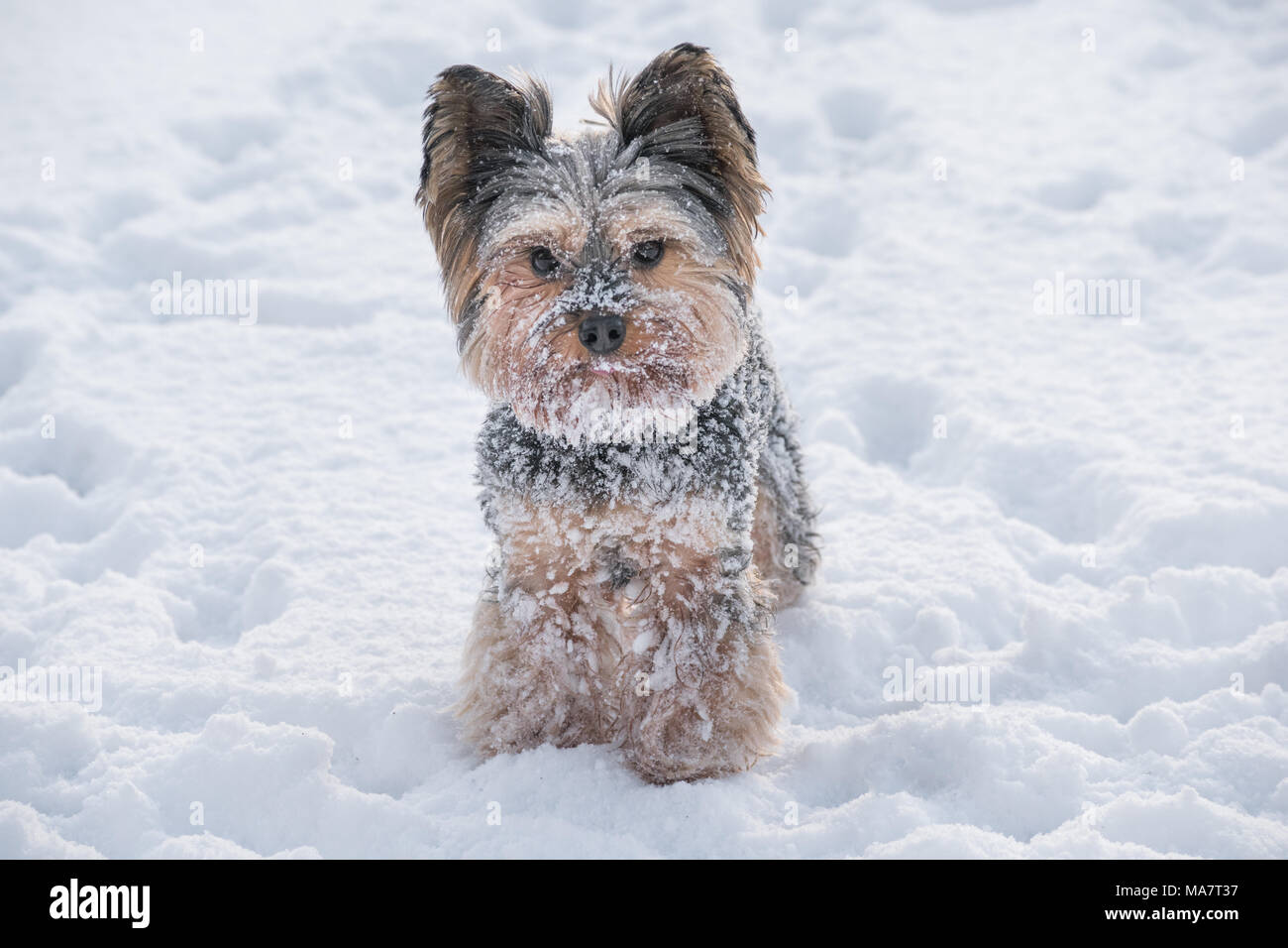 Yorkie in snow hi-res stock photography and images - Alamy