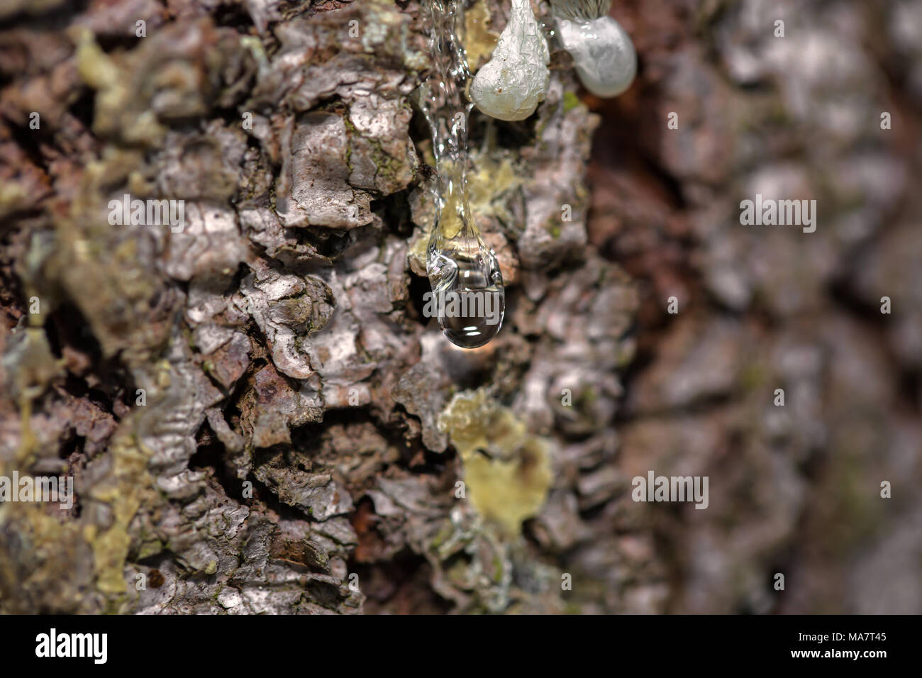 Fossil tree resin hi-res stock photography and images - Alamy