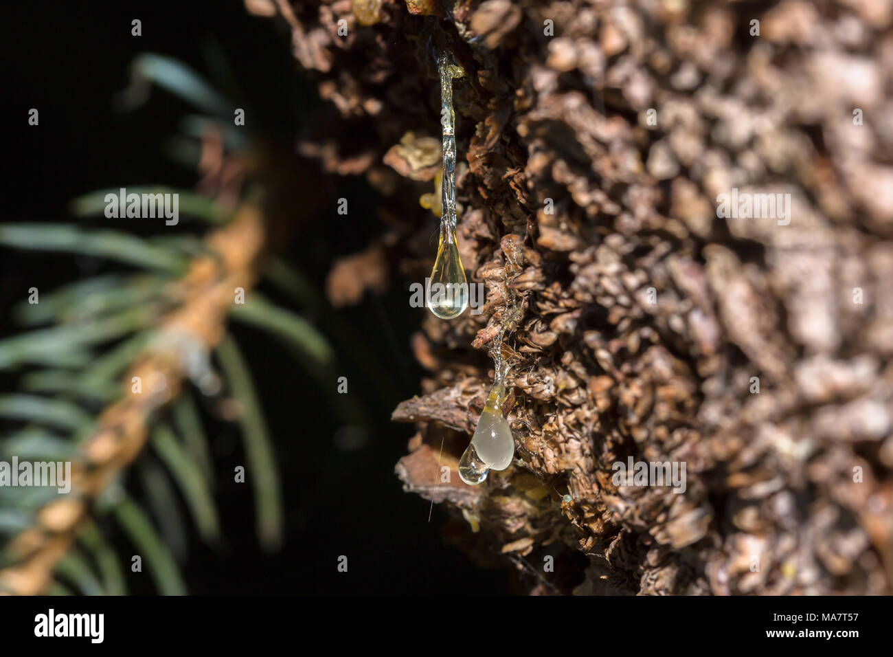 Yellow secretion hi-res stock photography and images - Alamy