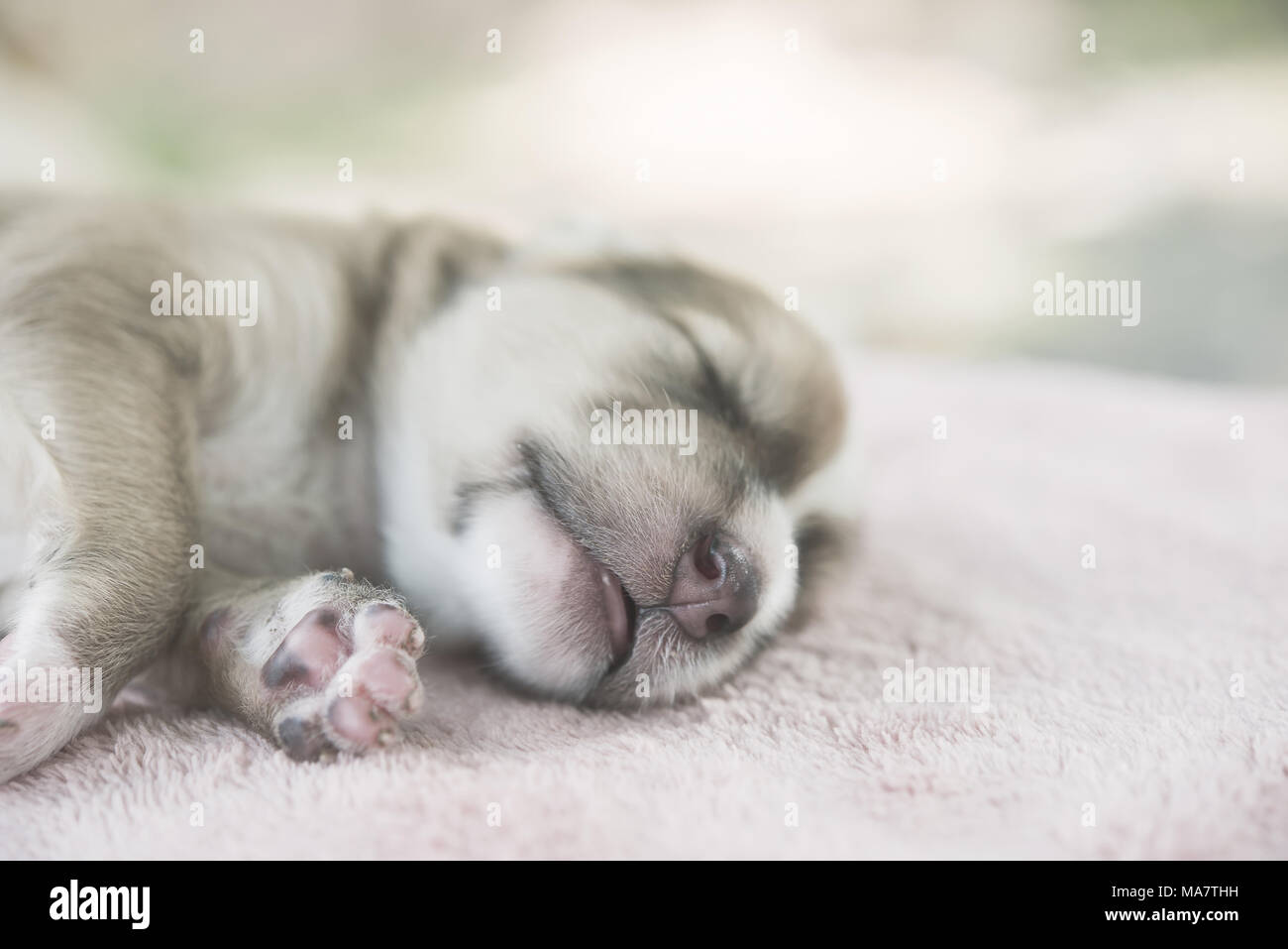 Adorable Small Puppy Relaxing on bed Stock Photo - Alamy