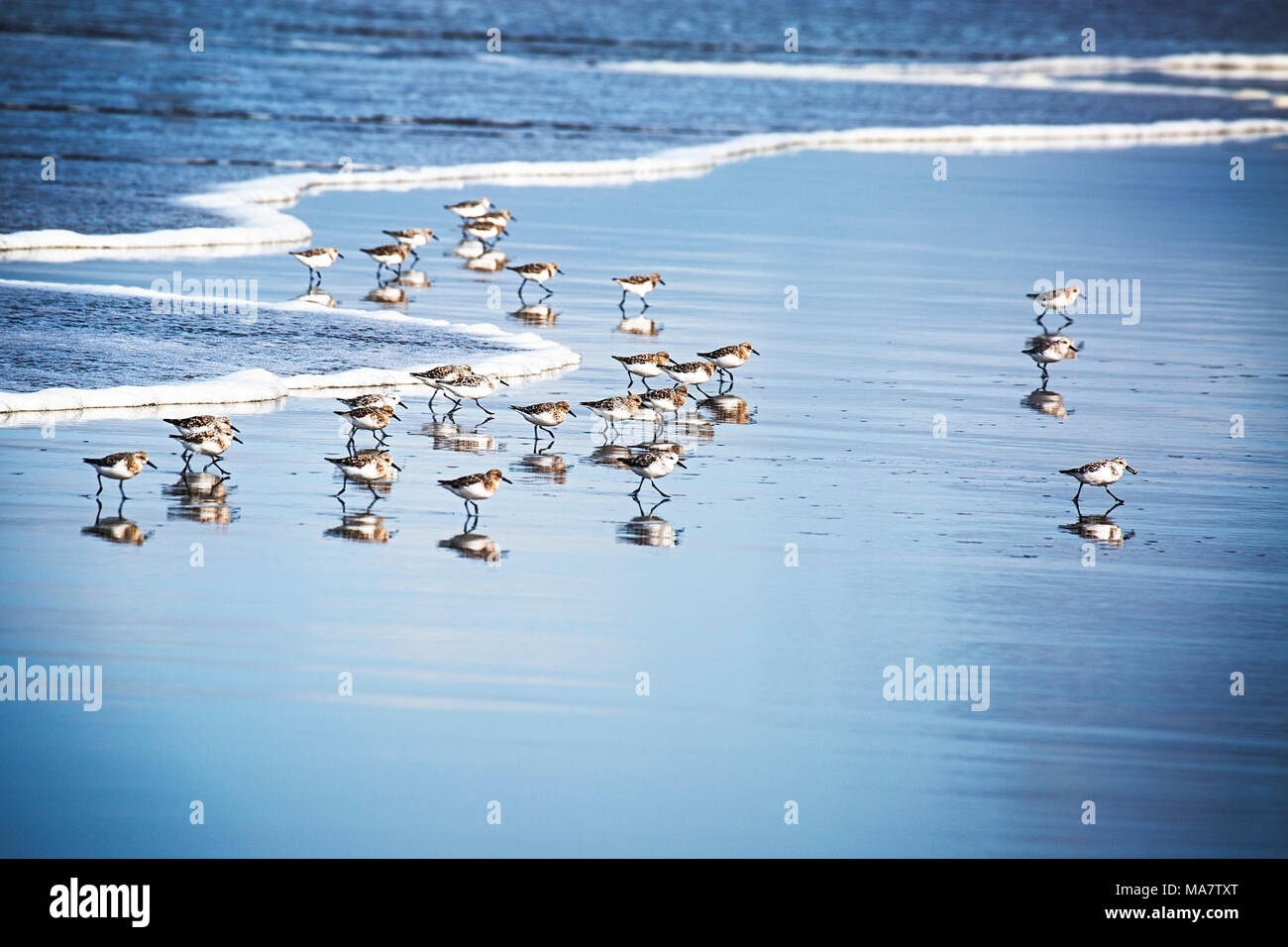 Pacific shorebirds hi-res stock photography and images - Alamy