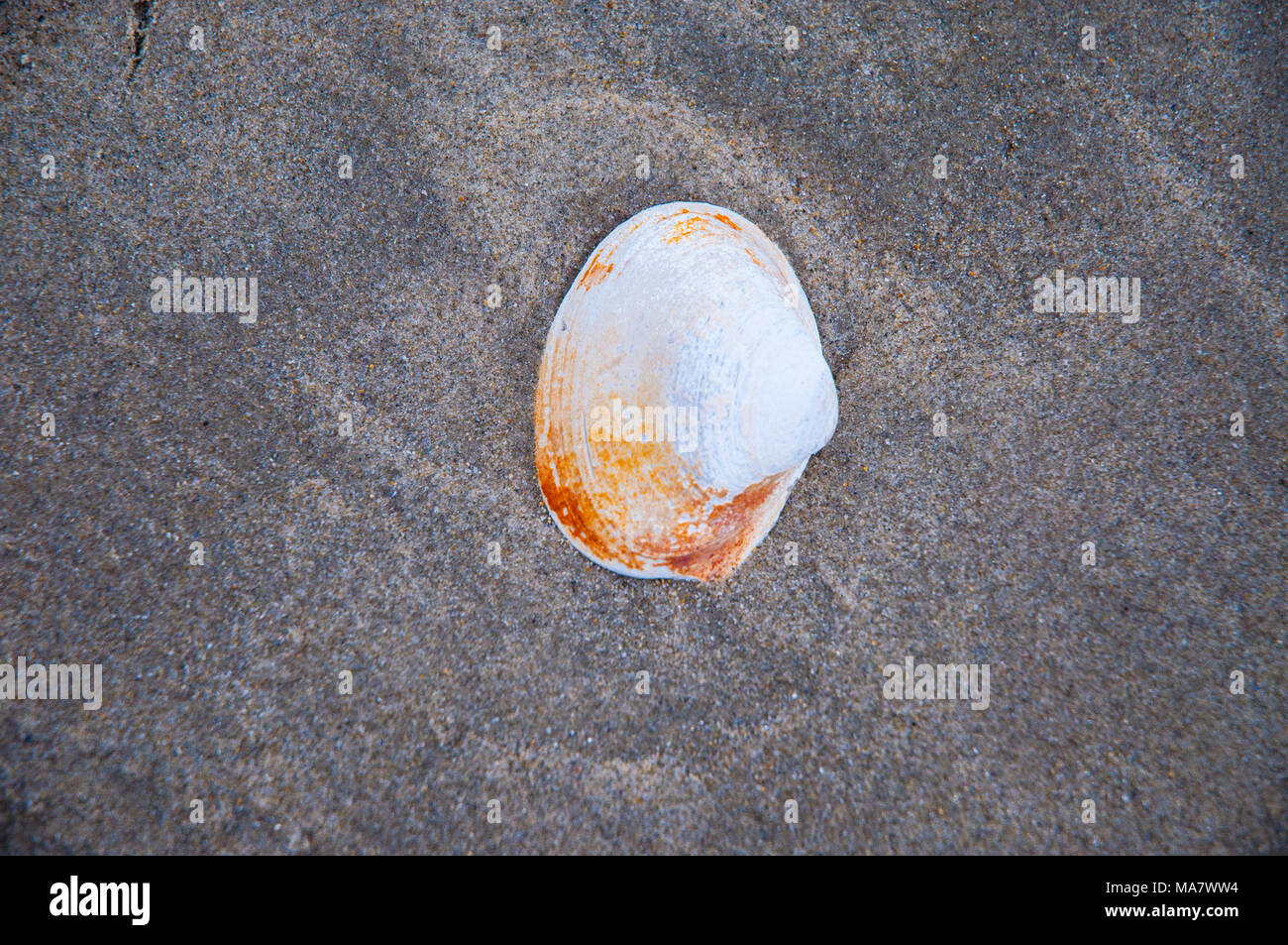 Maine beach shell hi-res stock photography and images - Alamy