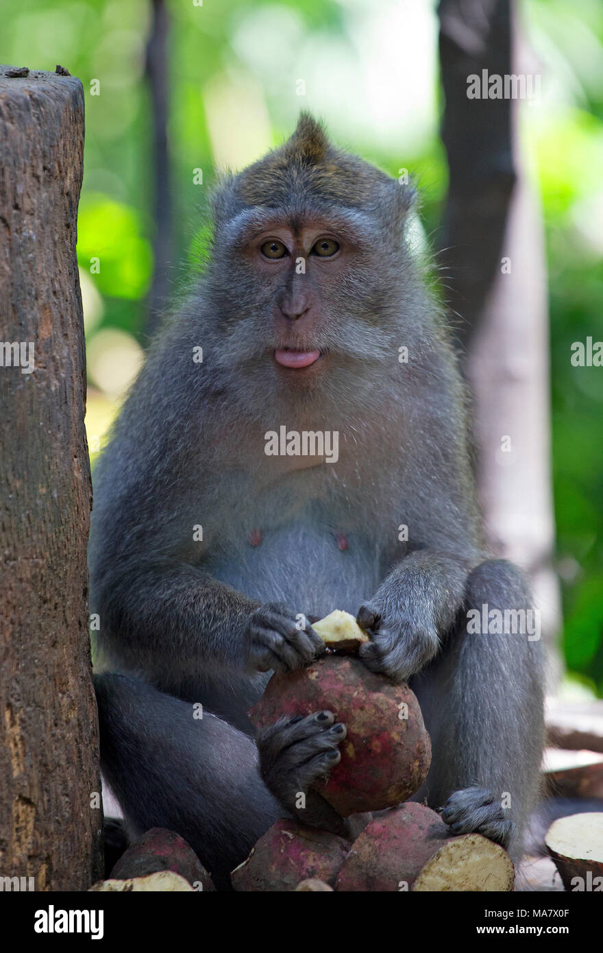 Ubud monkey forest indonesia hi-res stock photography and images - Alamy