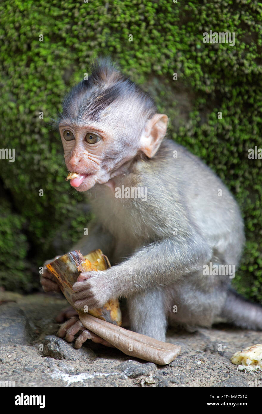 Little baby monkey macaca hi-res stock photography and images - Alamy