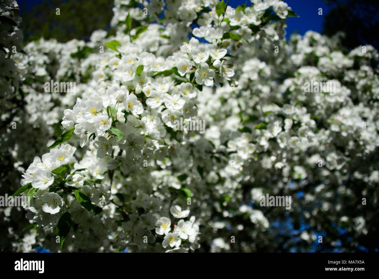 White flowers bloom on a crabapple tree during spring at Msgr ...