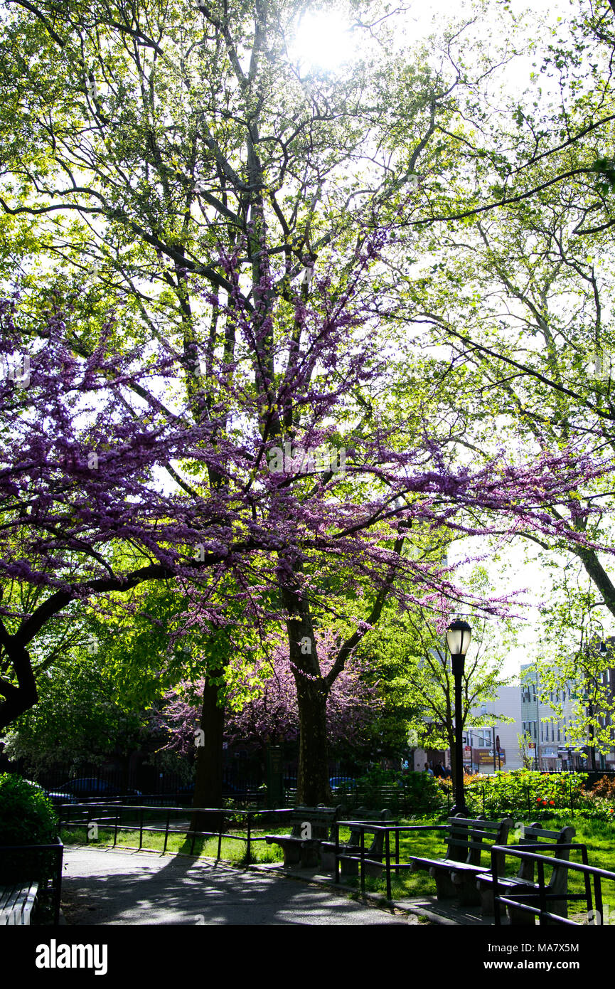 Pink flowers bloom on an eastern redbud tree in the park during spring ...