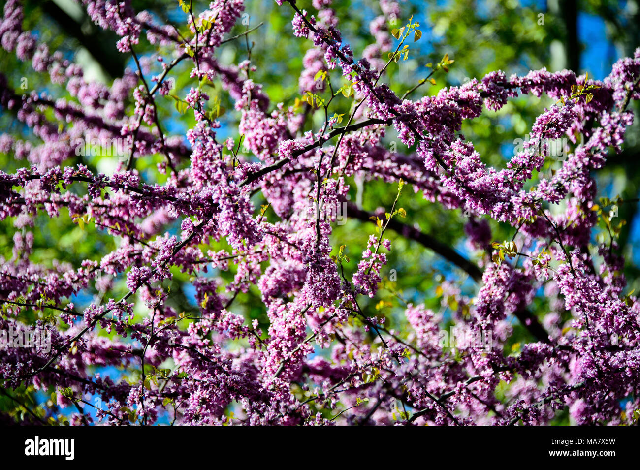 Redbud tree hi-res stock photography and images - Alamy