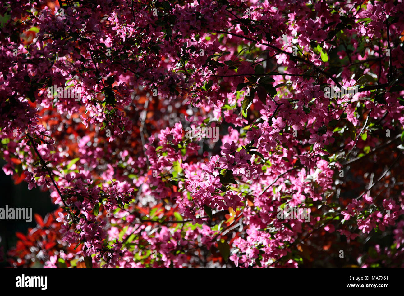 Flowering crabapple trees hi-res stock photography and images - Alamy