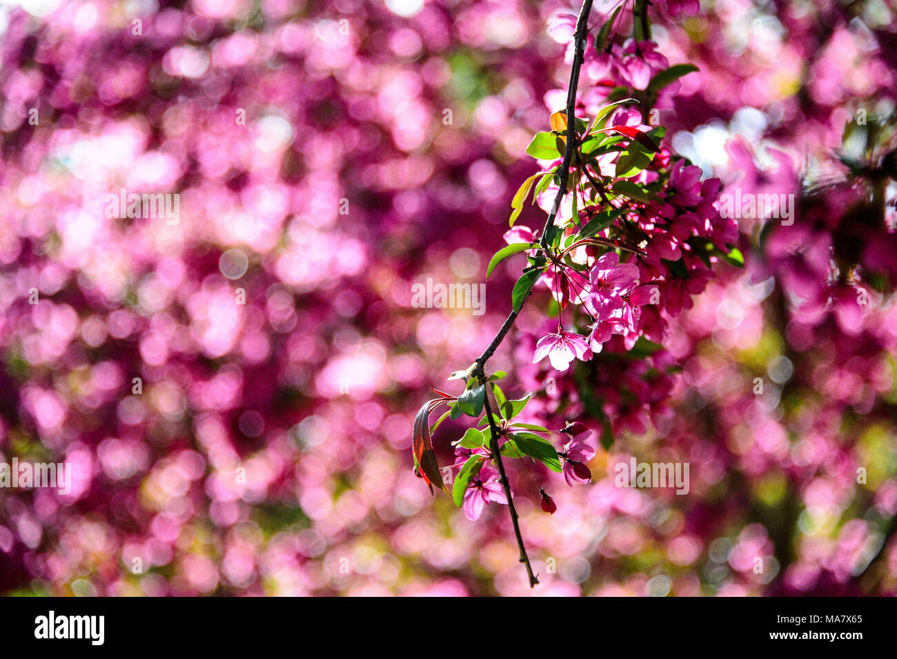 Flowering crabapple trees hi-res stock photography and images - Alamy