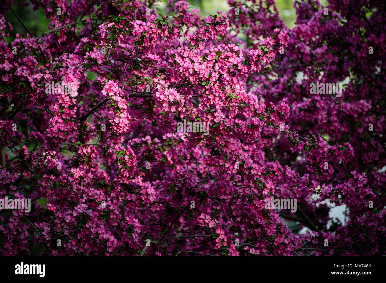 Flowering crabapple trees hi-res stock photography and images - Alamy