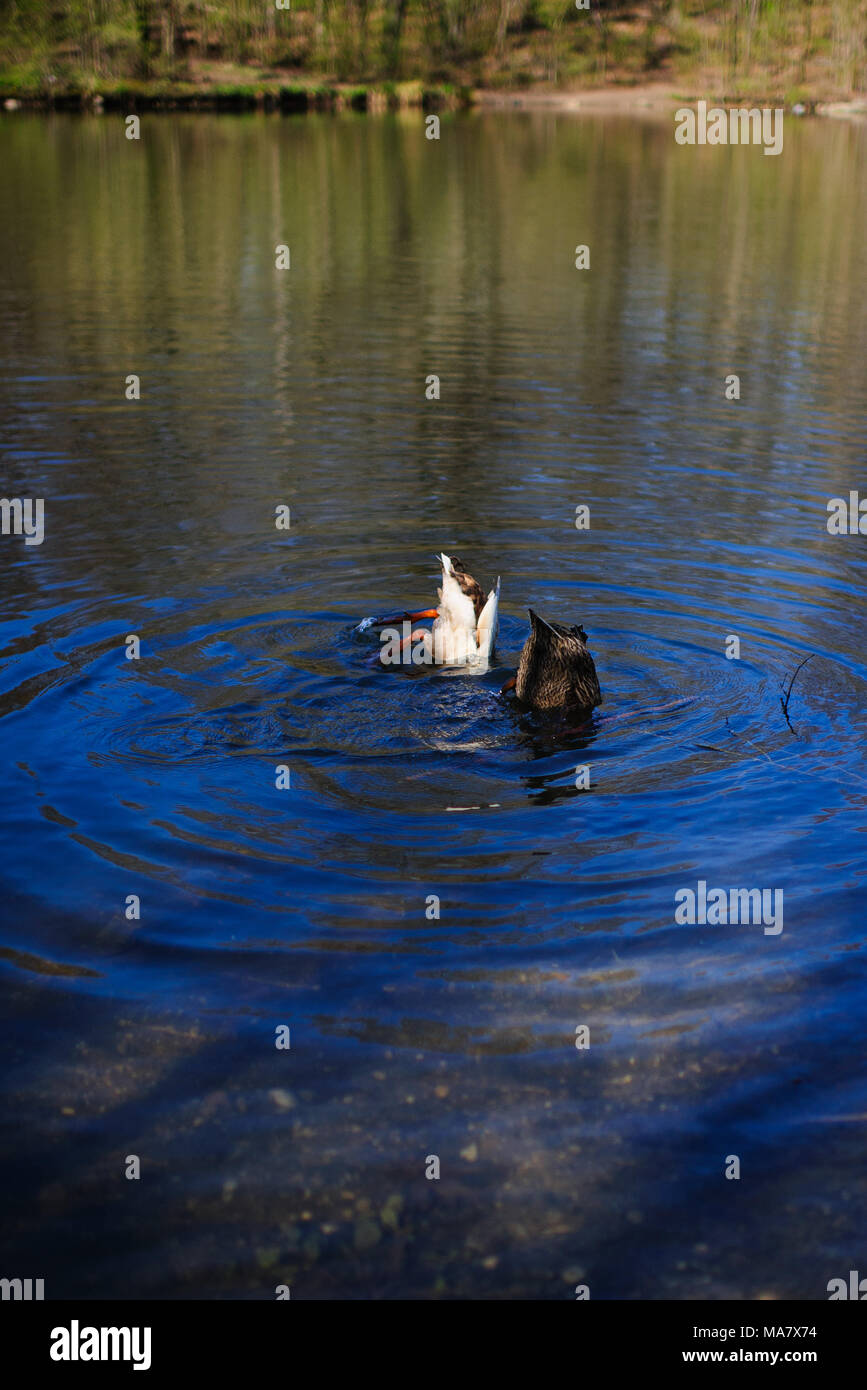 Ducks swim the pond during spring at Prospect Park in Brooklyn, New ...