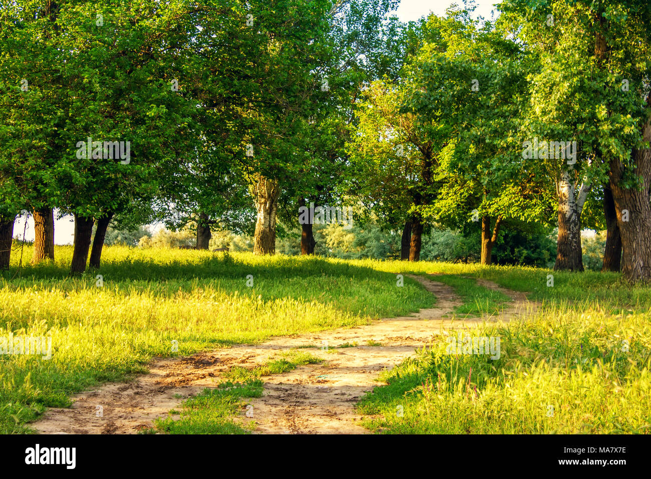 road in the woods, between trees Stock Photo - Alamy