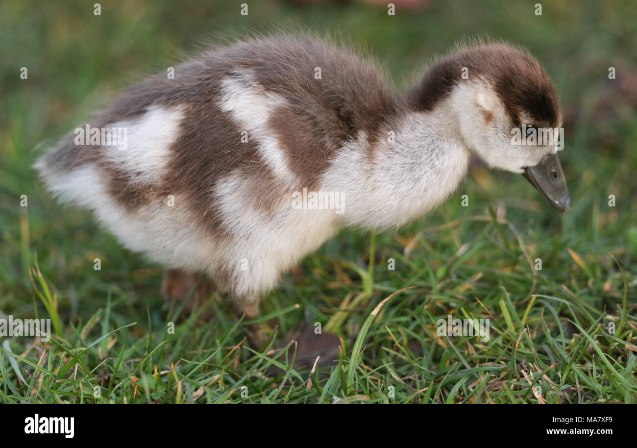 Egyptian goose baby hi-res stock photography and images - Alamy
