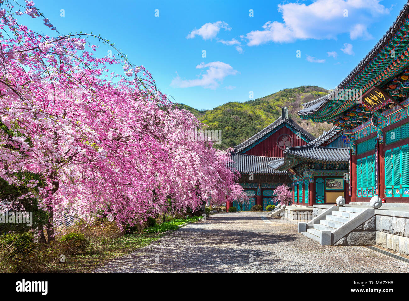 Spring festival in korea hi-res stock photography and images - Alamy
