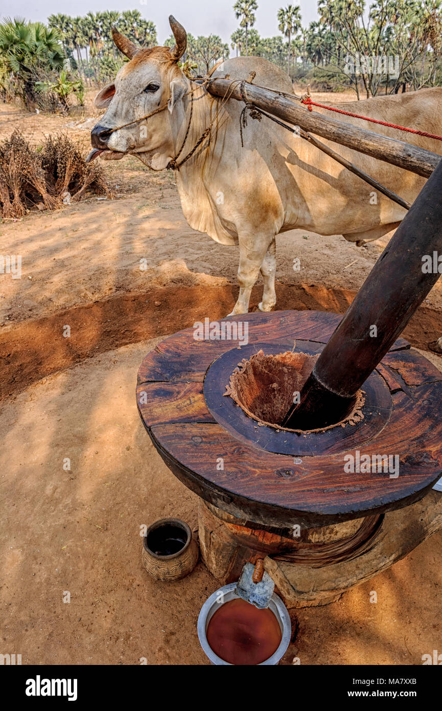 Ox grinding peanuts into peanut oil the traditional way in Nyaung-U ...
