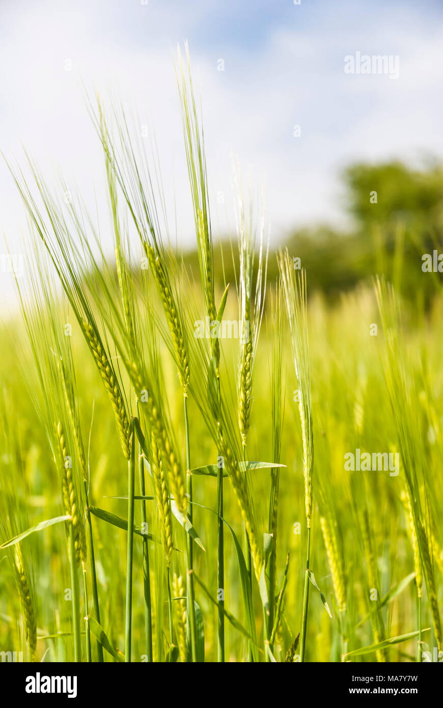 Two row barley hi-res stock photography and images - Alamy
