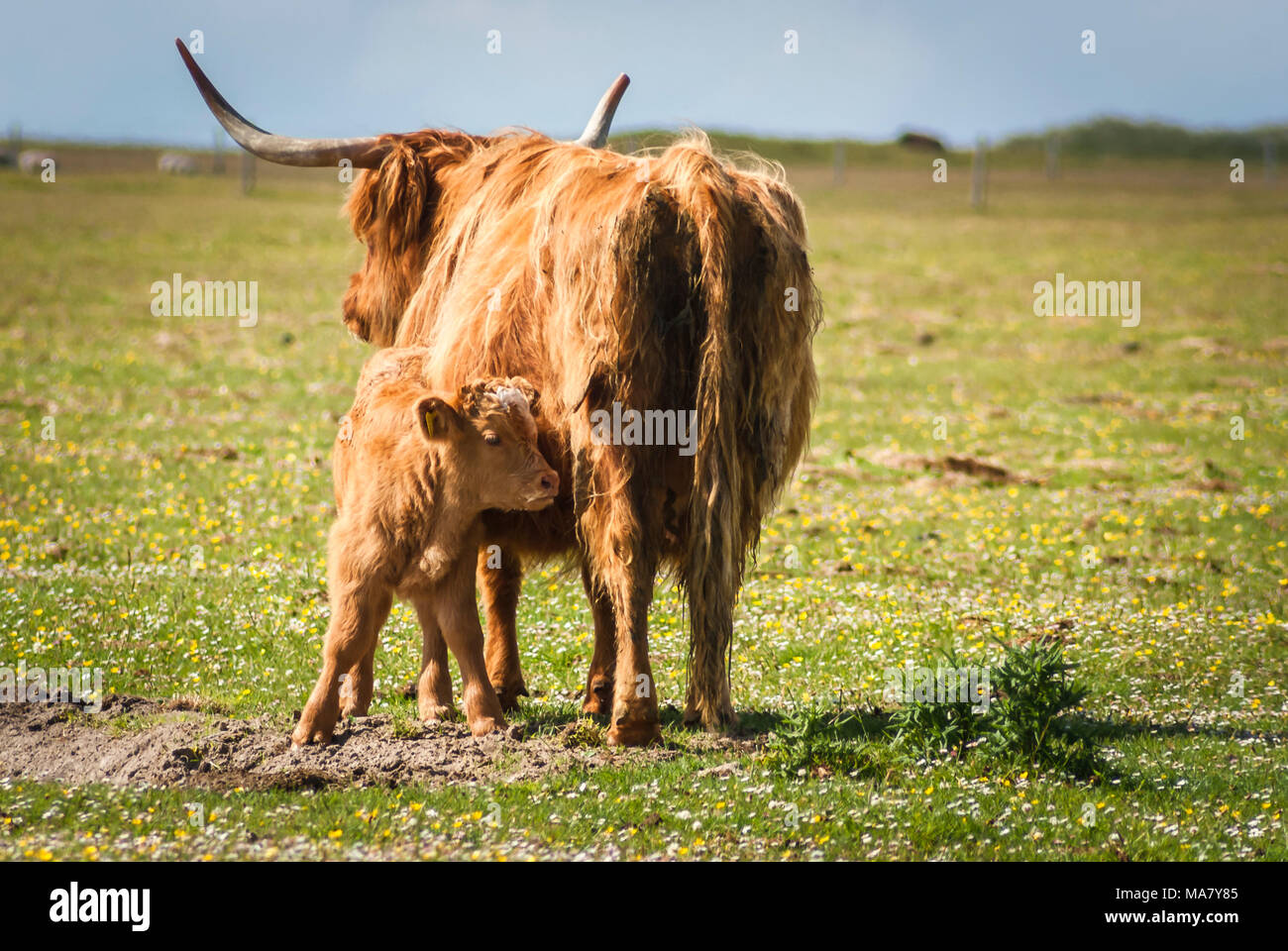 Tiree june hi-res stock photography and images - Alamy