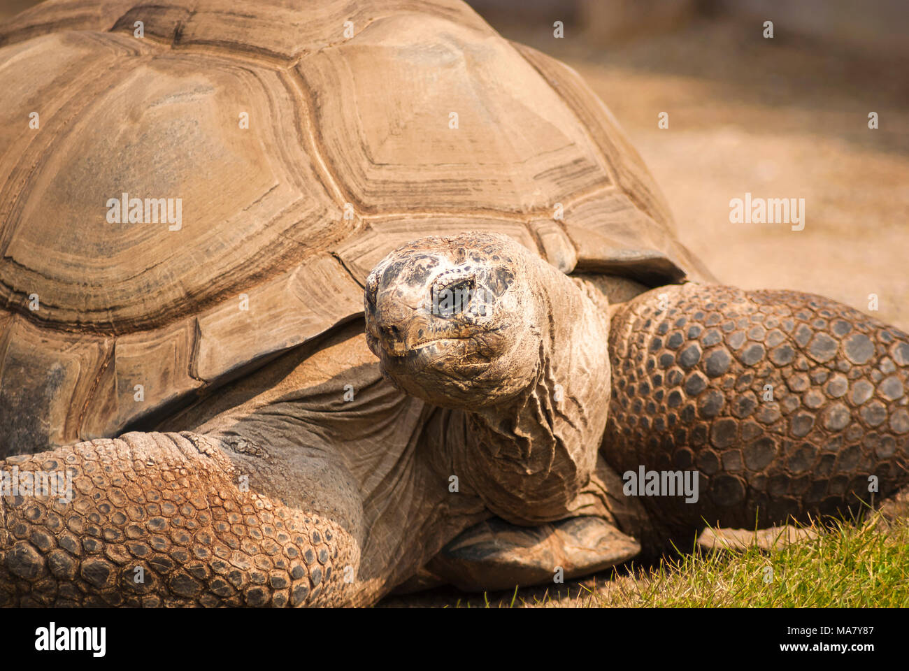 Close-up of the head and carapace of a Aldabra giant tortoise ...
