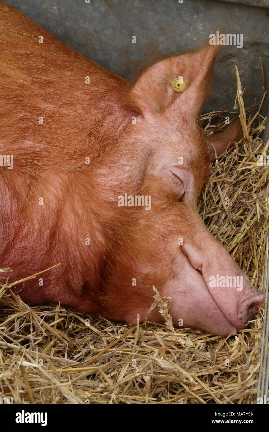 Pig headed hi-res stock photography and images - Alamy
