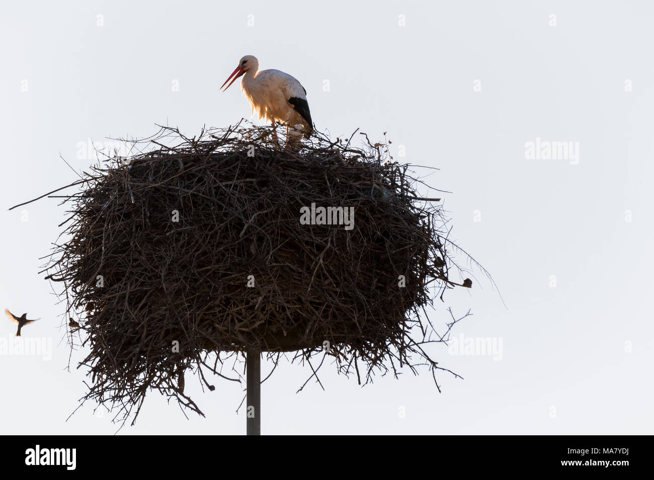 White stork nesting portugal hi-res stock photography and images - Alamy