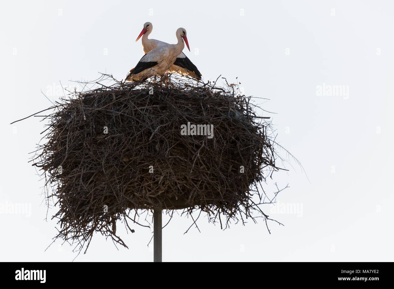 White stork nesting pole hi-res stock photography and images - Alamy