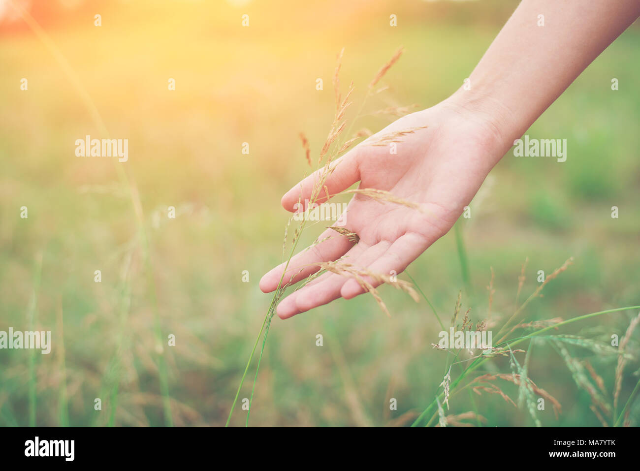 Hand touching tall grass close up hi-res stock photography and images ...