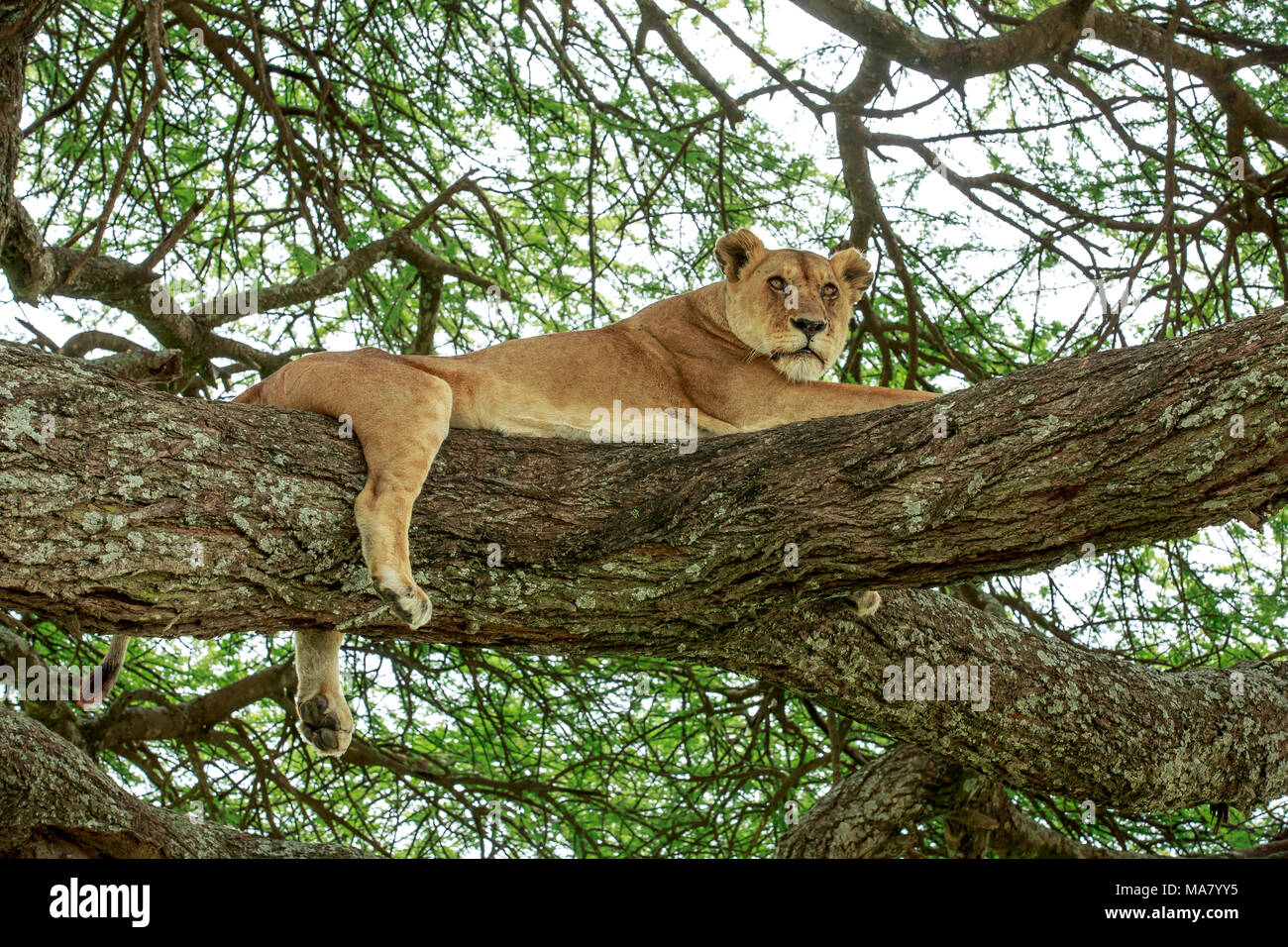 The East African lion is a lion population located primarily in East ...