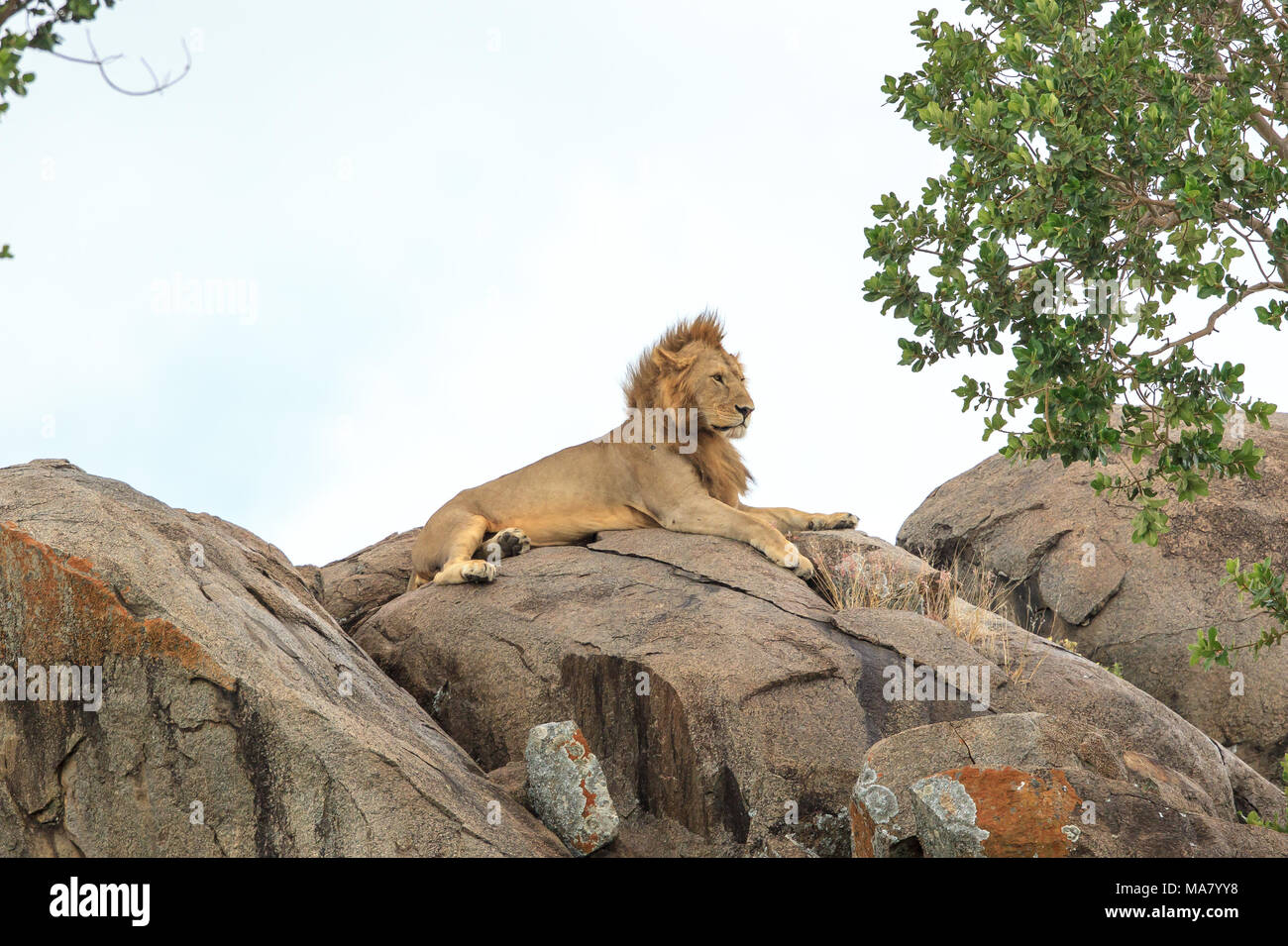 The East African lion is a lion population located primarily in East ...