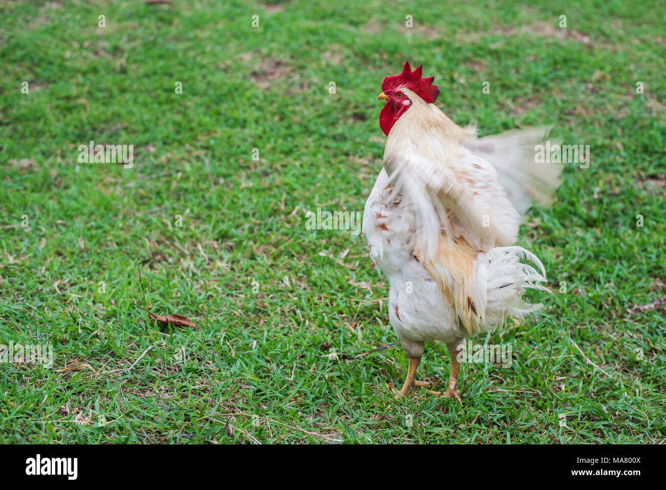 White hen walking in nature farm Stock Photo - Alamy