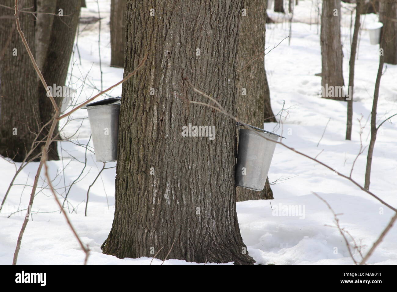 Maple syrup tap Stock Photo - Alamy