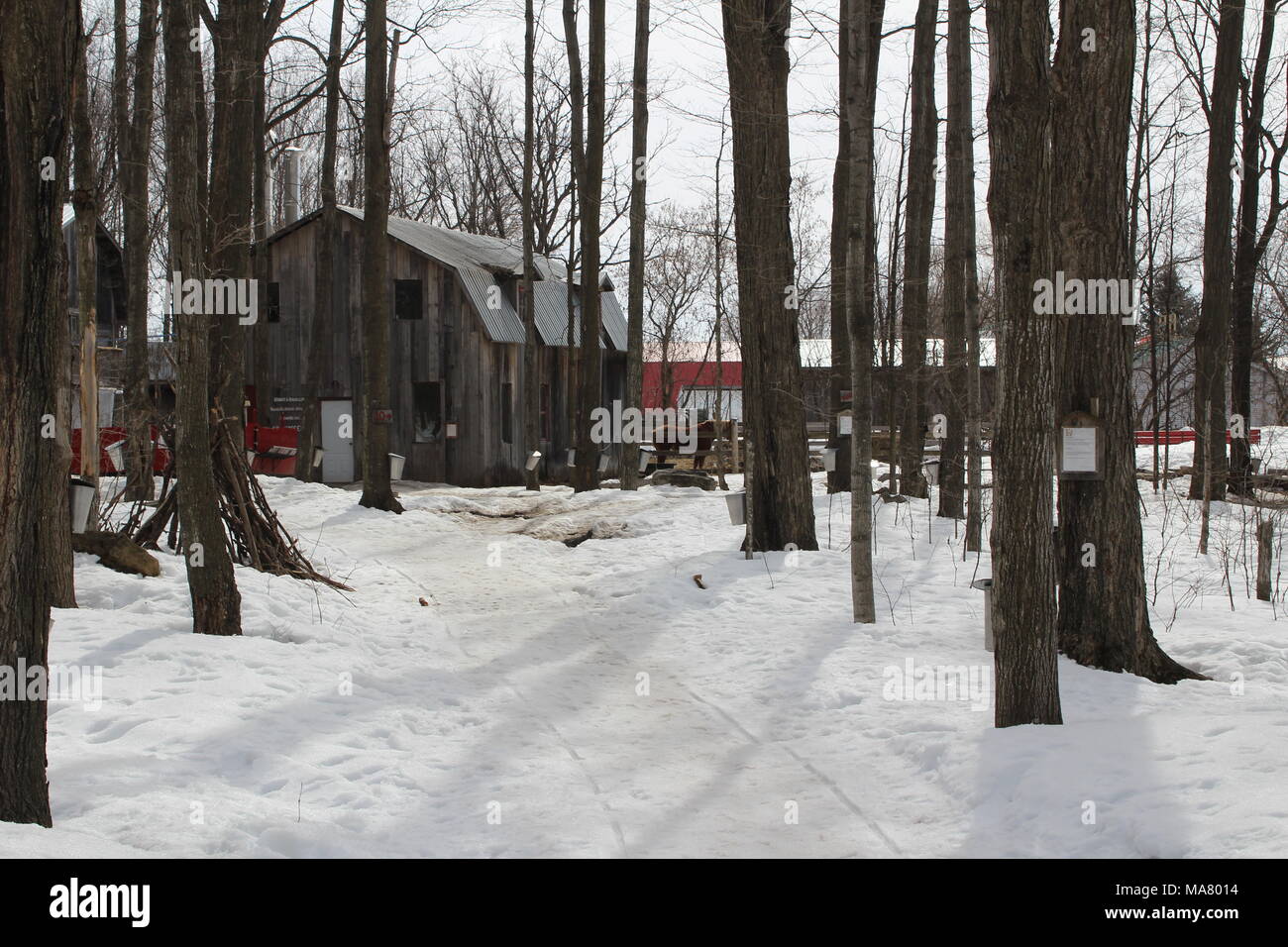 Tapping maple trees hi-res stock photography and images - Alamy