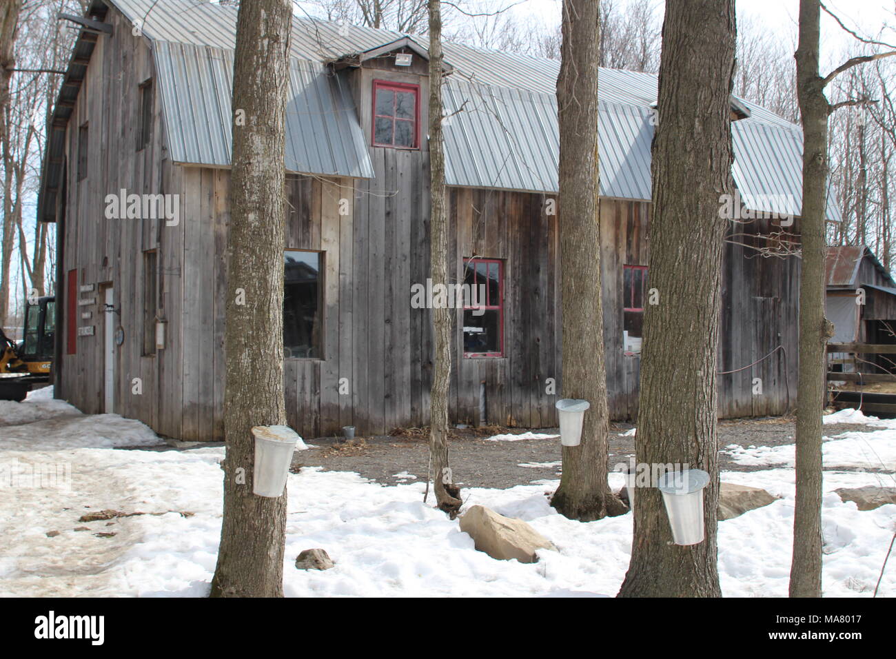 Maple syrup farm Stock Photo - Alamy