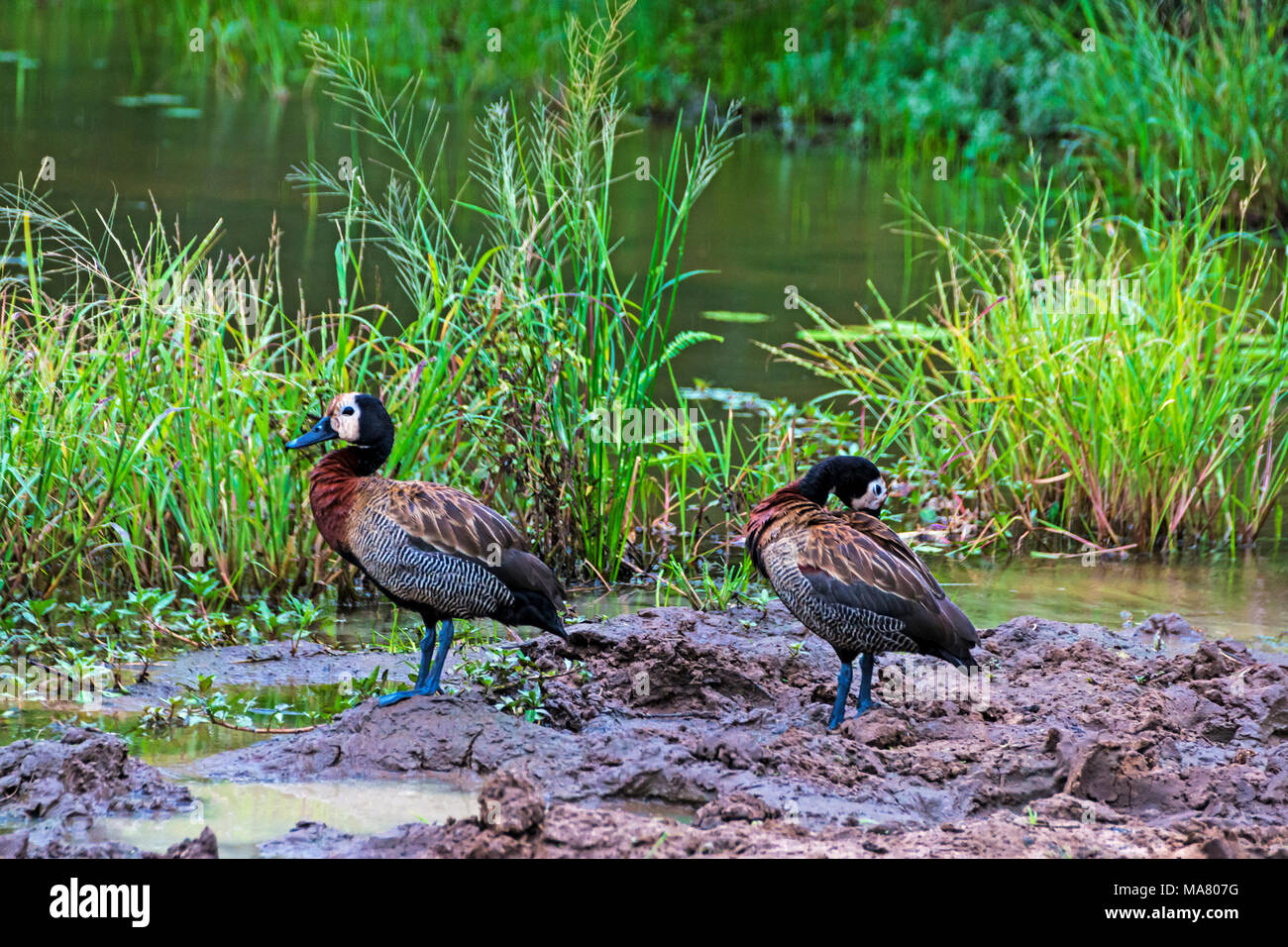 South african black duck hi-res stock photography and images - Alamy