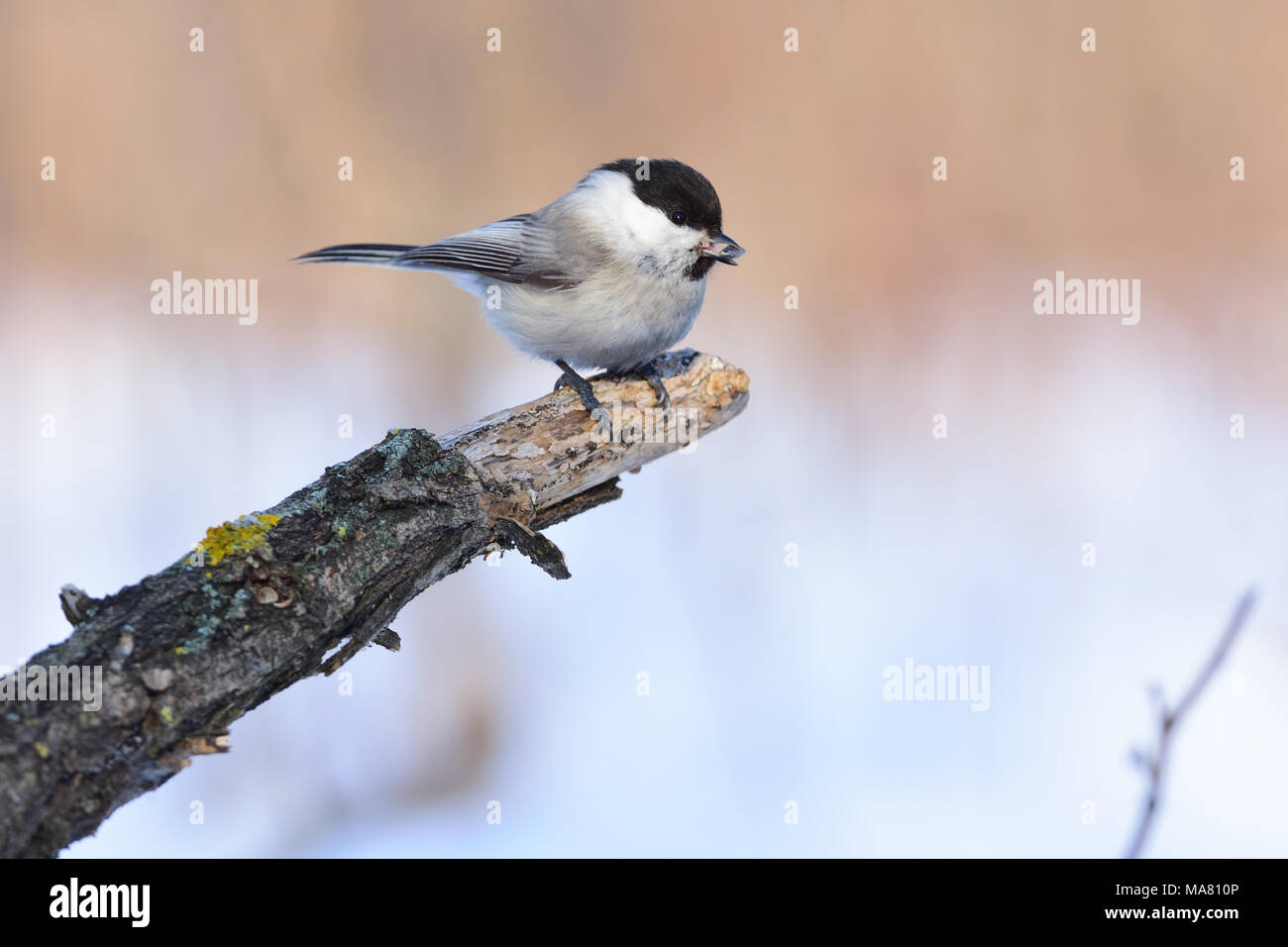 Willow tit (Poecile montanus) sits on a thick branch with a sunflower ...
