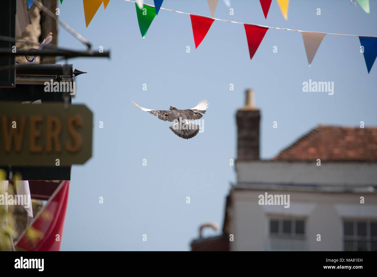 Pigeon in salisbury hi-res stock photography and images - Alamy