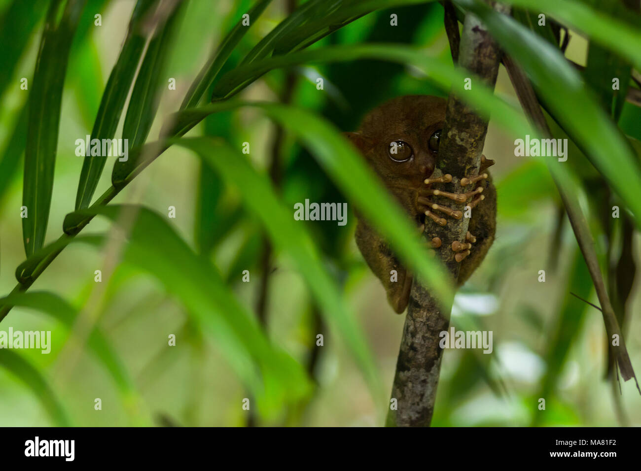 A small Philippine tarsier monkey clings to tree branch amongst palm ...