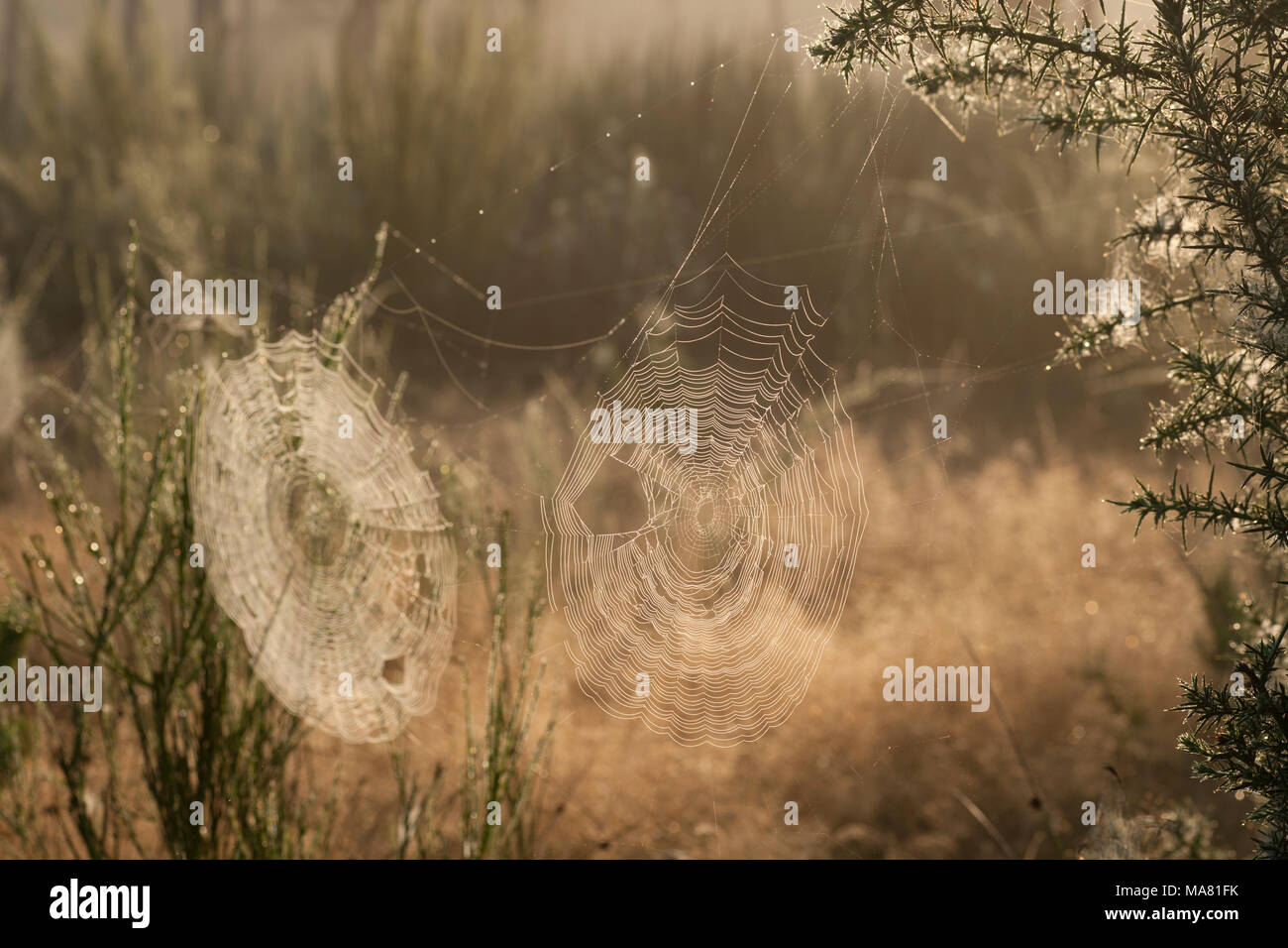 Cobwebs in gorse hi-res stock photography and images - Alamy