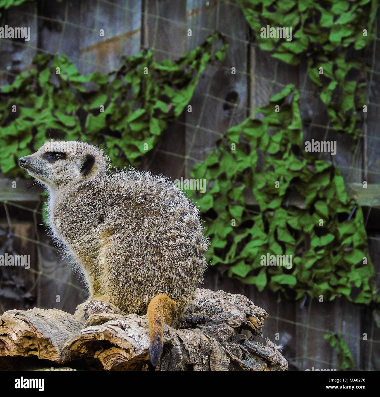 Meerkat Mania- Lots of meerkats sitting and wlaking around Stock Photo ...