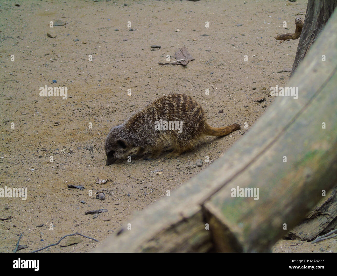 Meerkat Mania- Lots of meerkats sitting and wlaking around Stock Photo ...